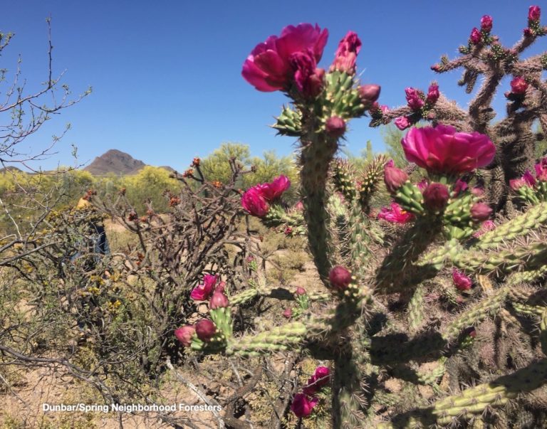 Cholla cactus, its edible parts, & more – Dunbar/Spring Neighborhood ...