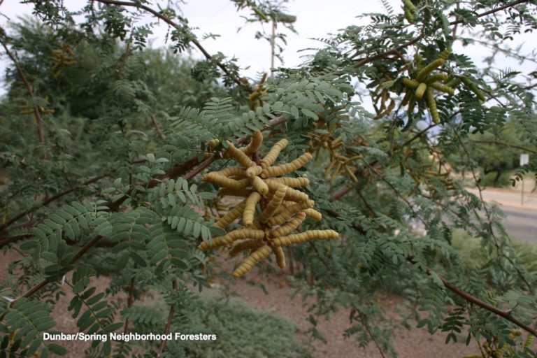 More About Mesquite – Dunbar/Spring Neighborhood Foresters