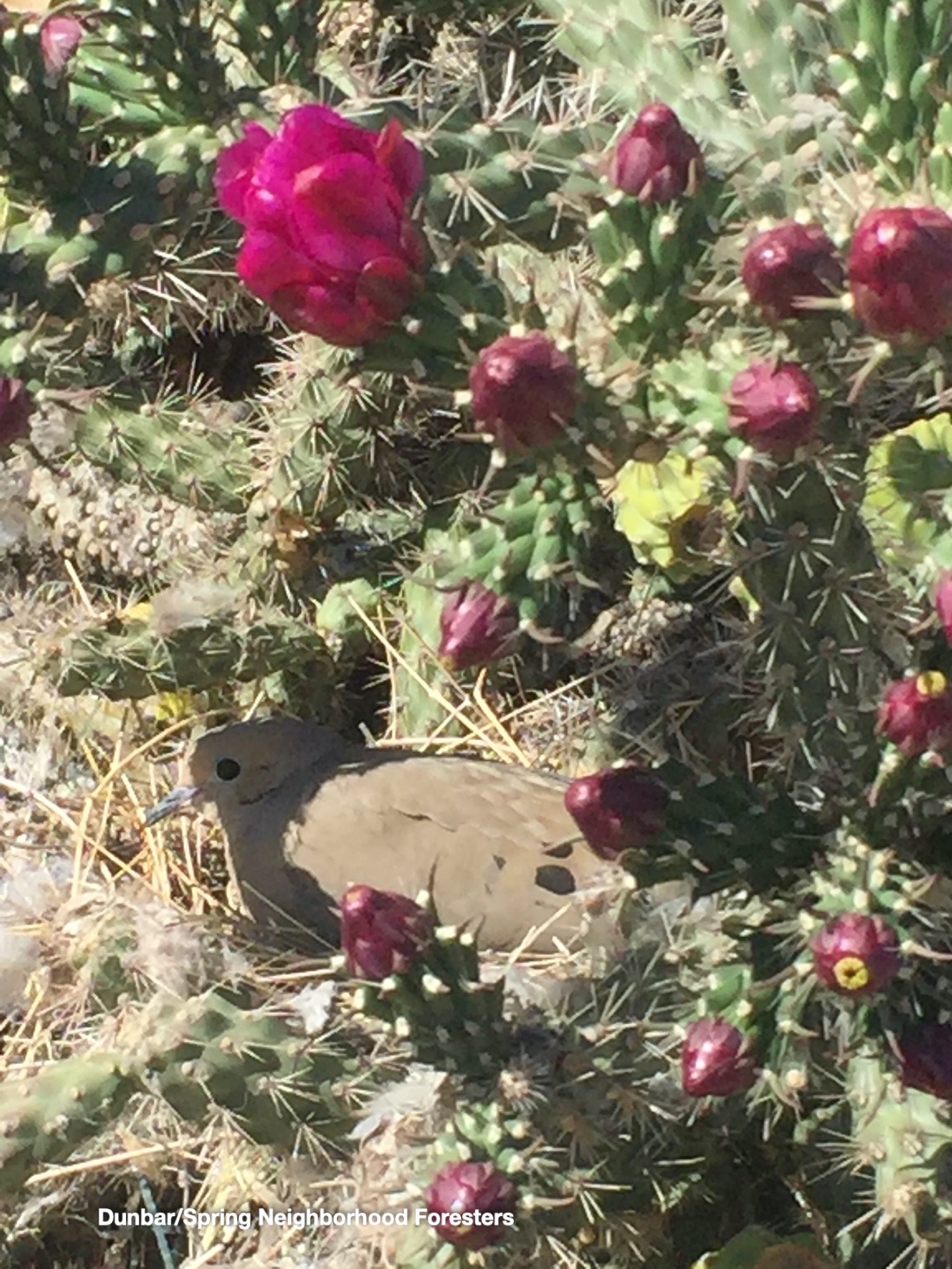 Cholla cactus, its edible parts, & more – Dunbar/Spring Neighborhood ...