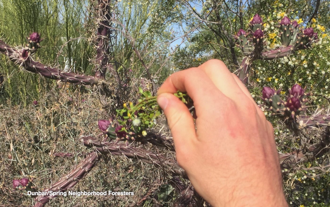 Cholla cactus, its edible parts, & more – Dunbar/Spring Neighborhood ...