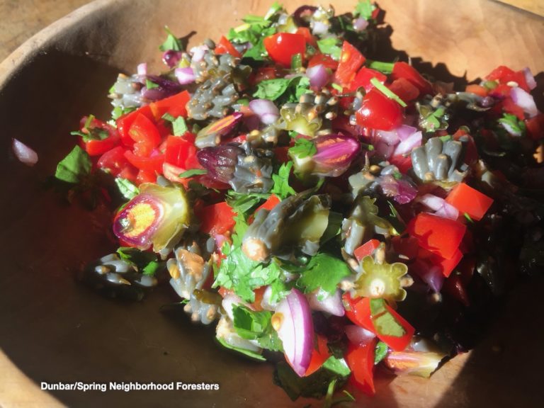 Cholla cactus, its edible parts, & more – Dunbar/Spring Neighborhood ...
