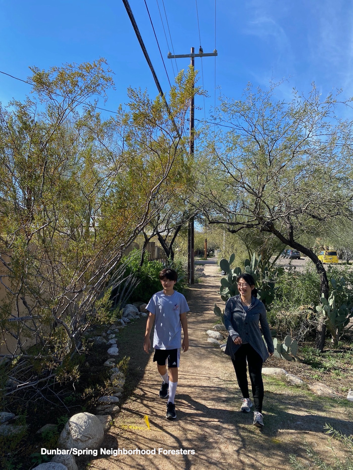 Have spot in need of a small tree? How about a creosote bush! – Dunbar ...