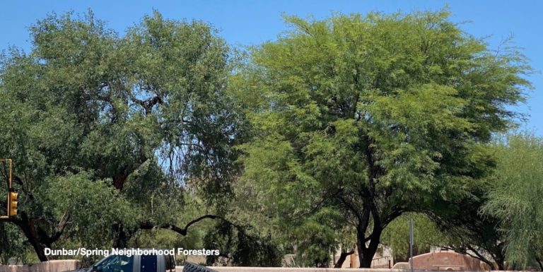Choosing Mesquite Trees for Landscapes & How to Identify Different ...