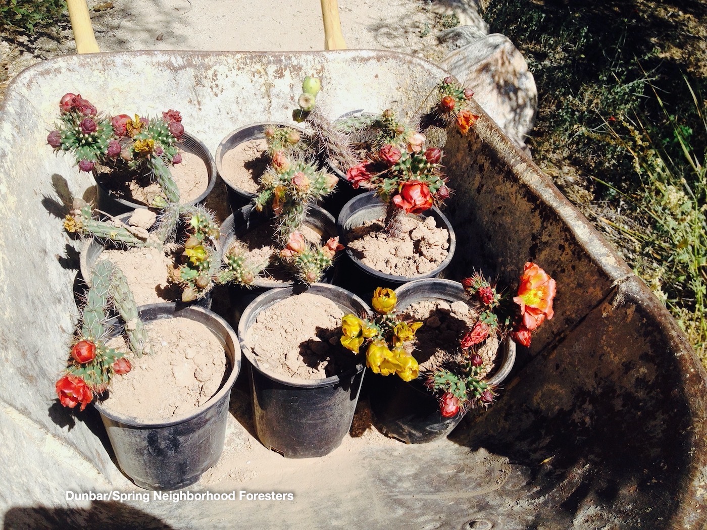 Cholla cactus, its edible parts, & more – Dunbar/Spring Neighborhood ...