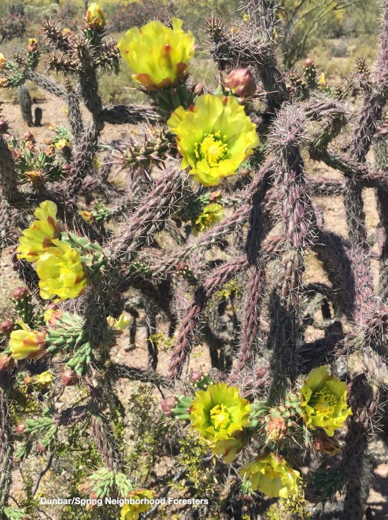 Cholla cactus, its edible parts, & more – Dunbar/Spring Neighborhood ...