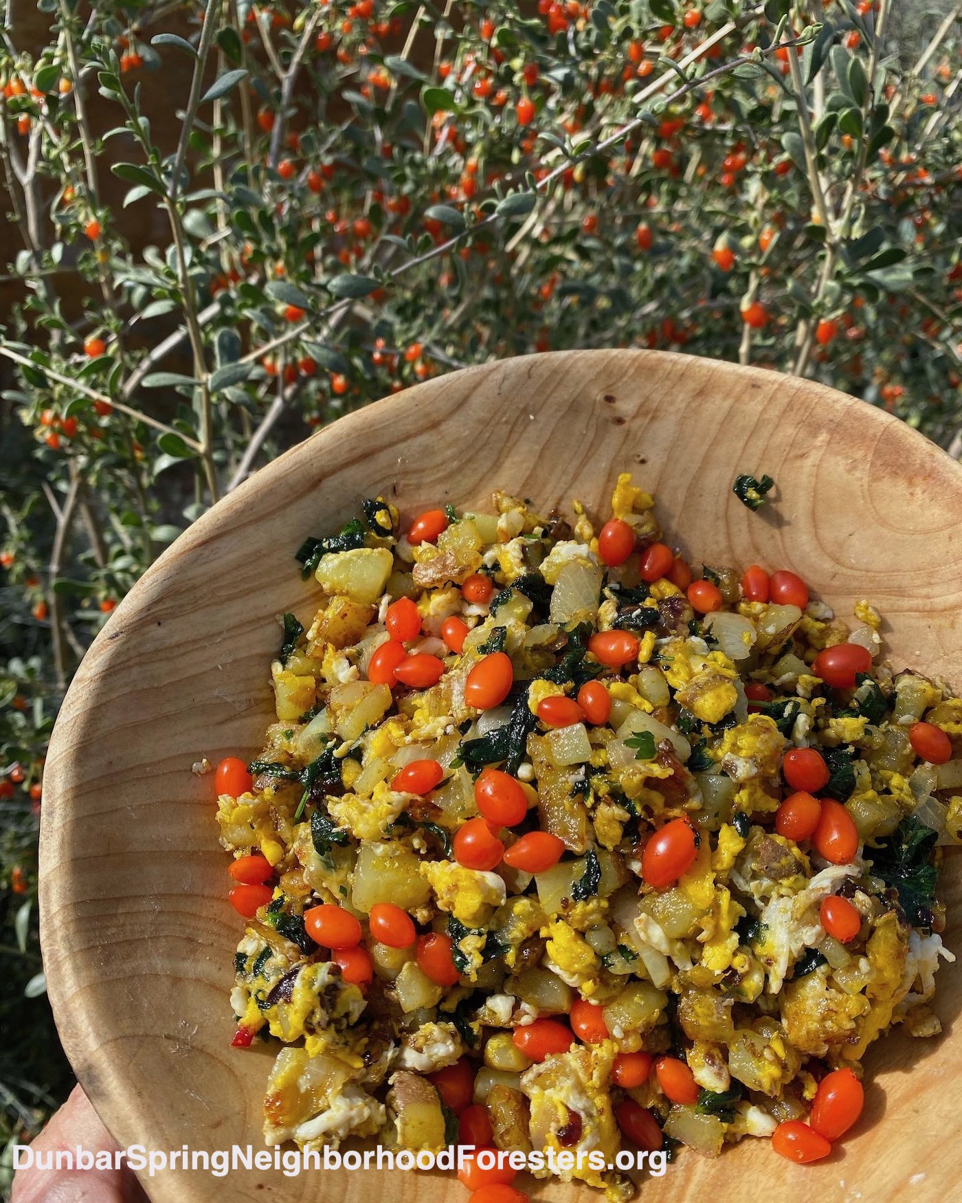 Wolfberry bush, its edible parts, & more – Dunbar/Spring Neighborhood ...