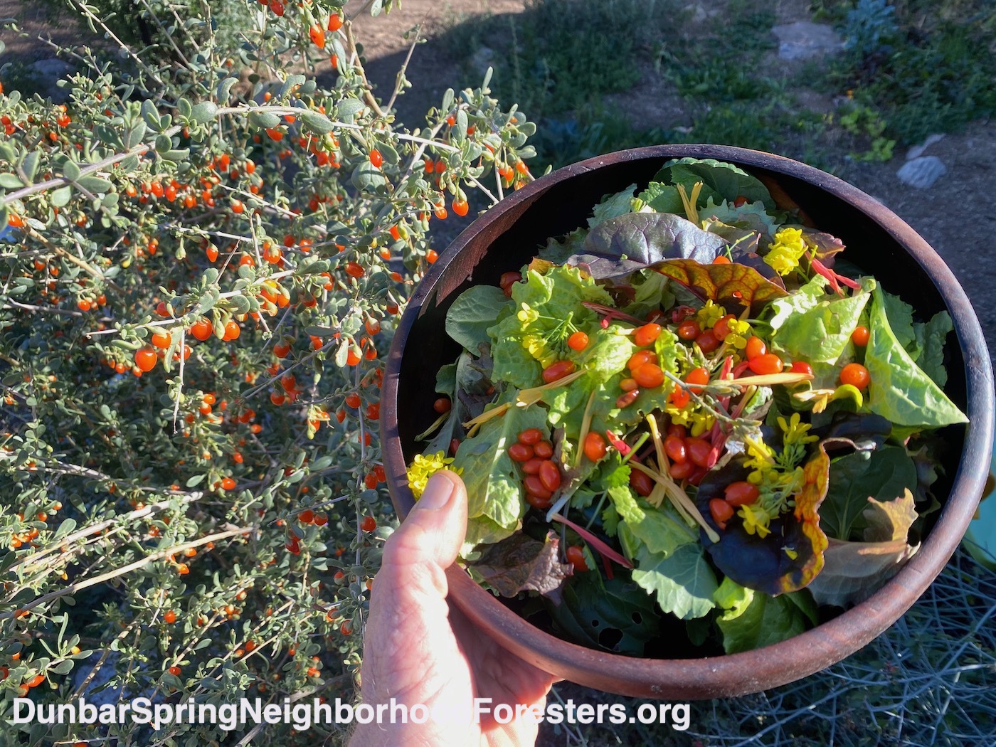 Wolfberry bush, its edible parts, & more – Dunbar/Spring Neighborhood ...